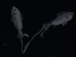 Sternbild Fische (Pisces) * deinstern24.de