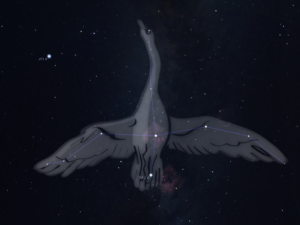 Sternbild Schwan (Cygnus) * deinstern24.de